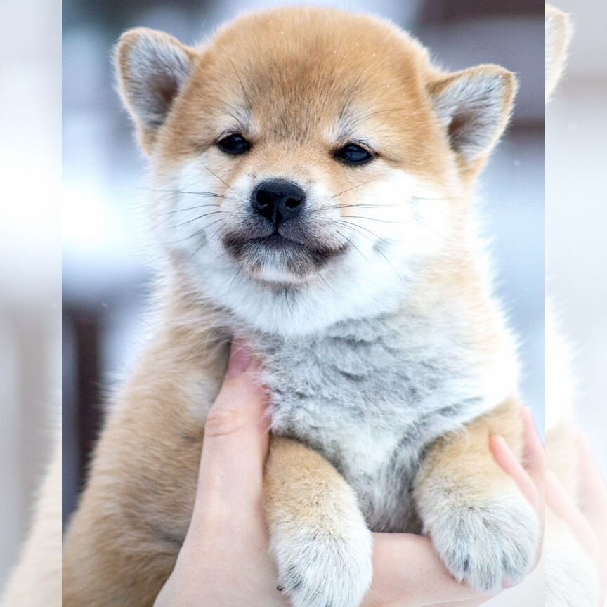 Сиба-ину, щенок