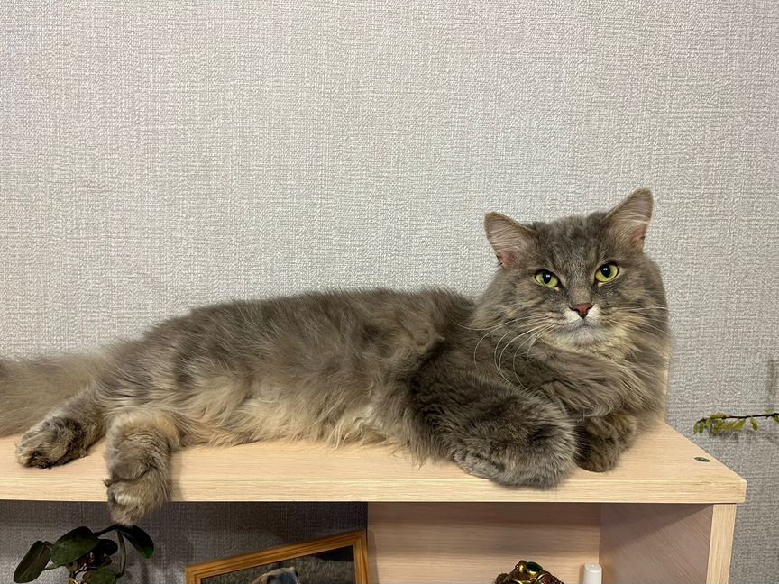 Кот ищет дом