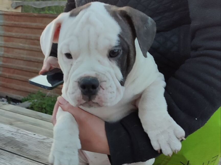 Американские бульки