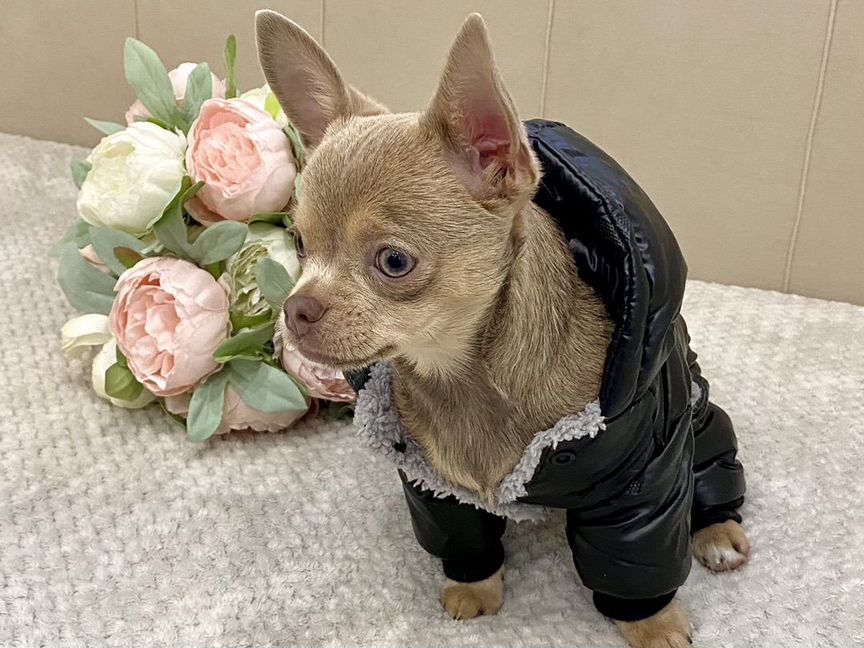 Зимний комбинезон для собаки