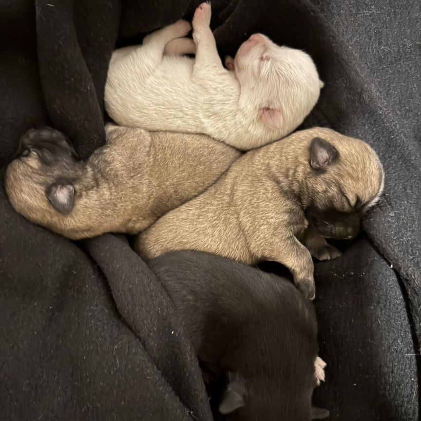 Щенок в добрые руки