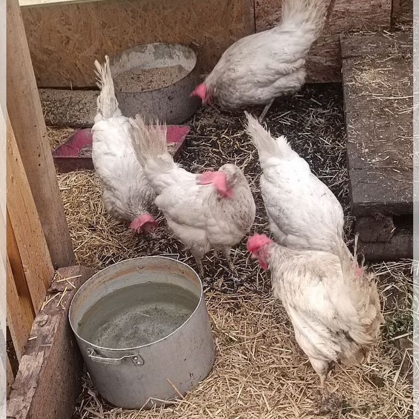 Курицы