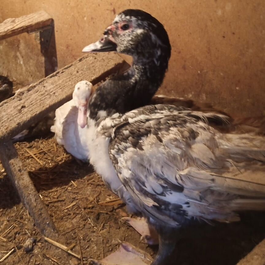 Индоутки и селезни 5 мес