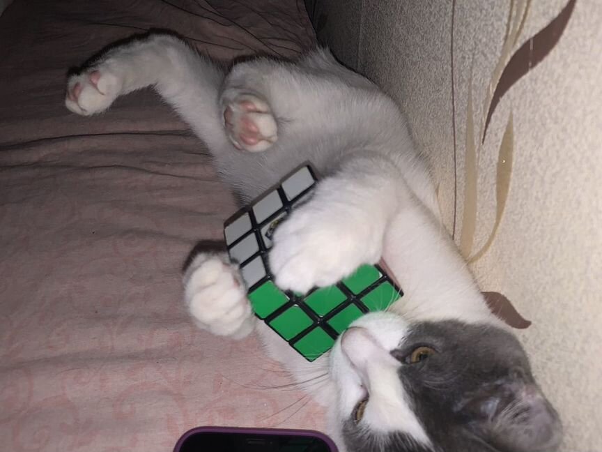 Умный котенок в добрые руки