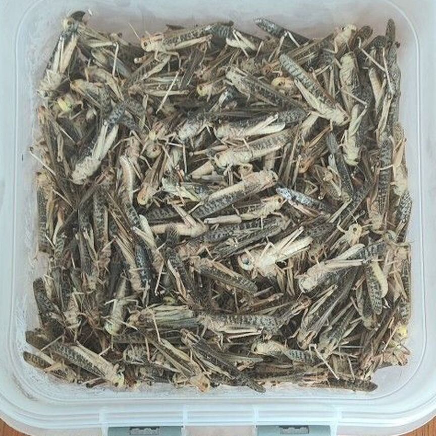 Саранча заморозка