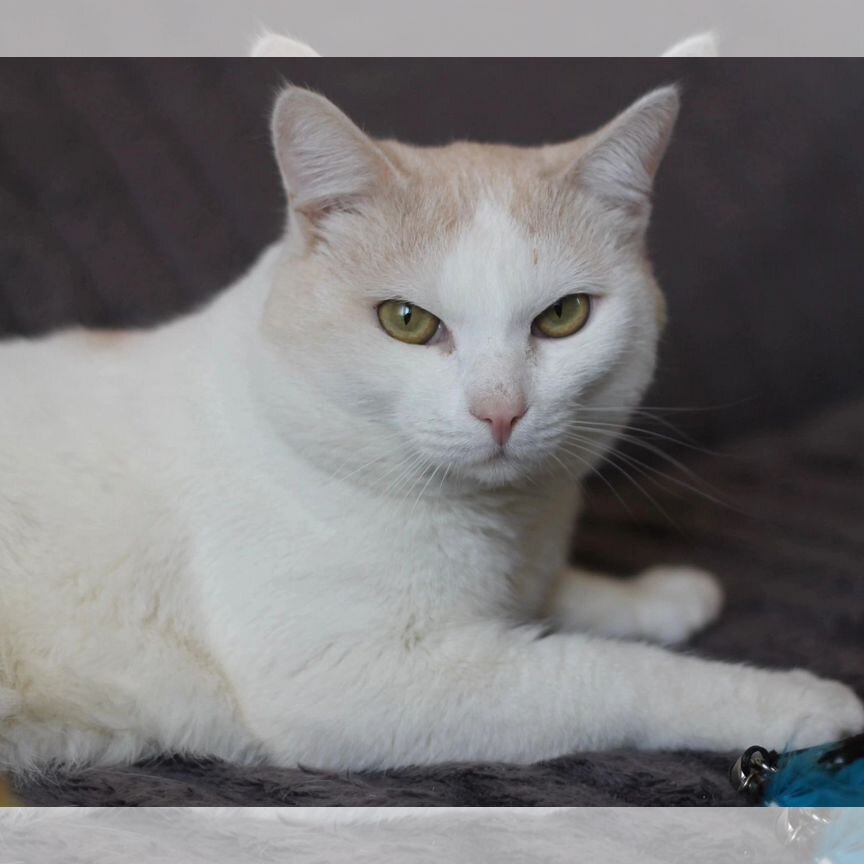 Коты и кошки из приюта