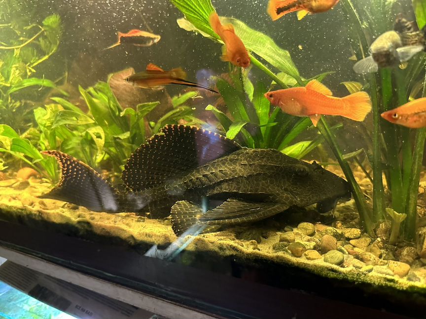 Аквариумные рыбки