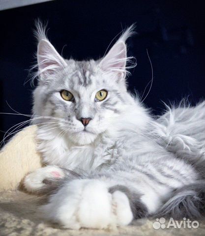 Котята Мэйн кун