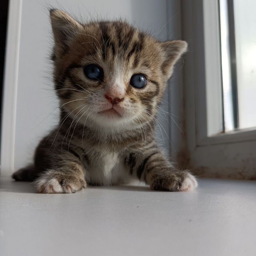 Котенок мальчик