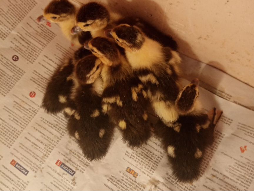 Утята и индоутята