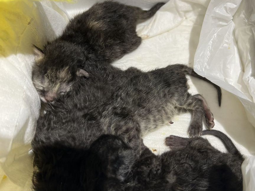 Котята бесплатно