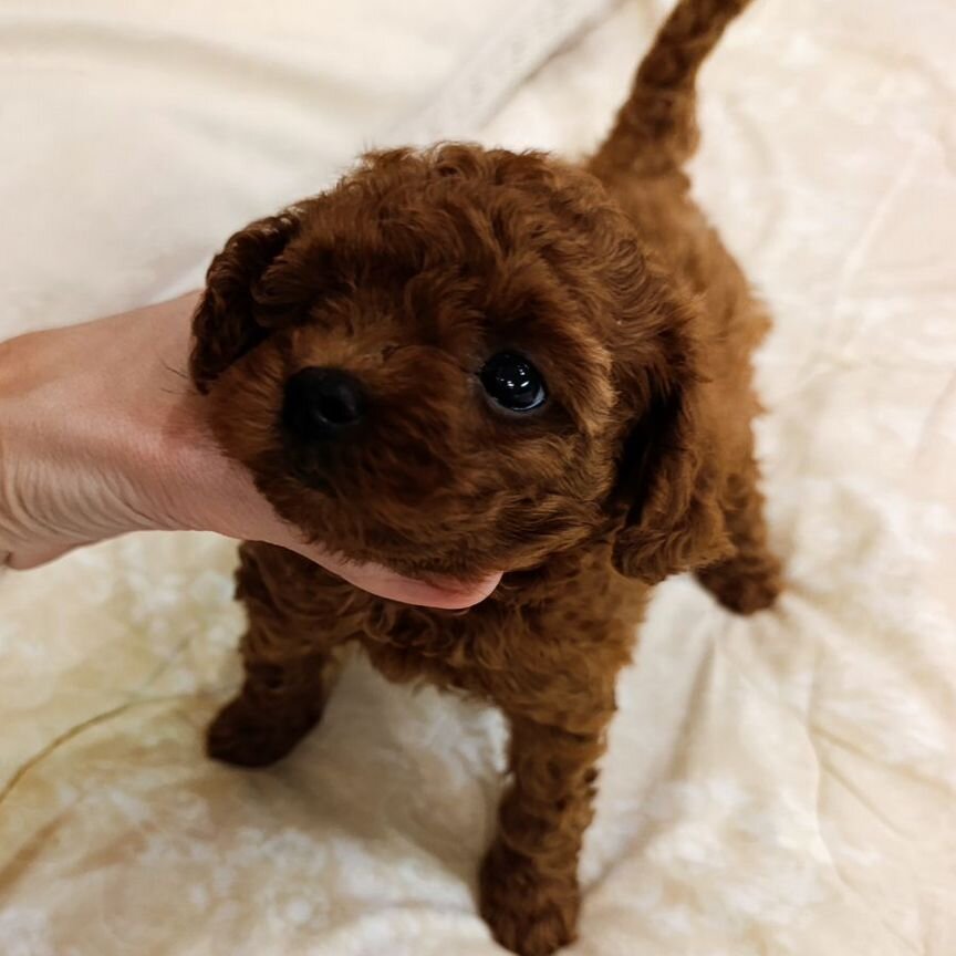 Той-пудель, щенок