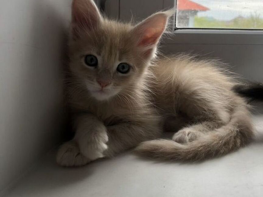 Котята мейн-кун