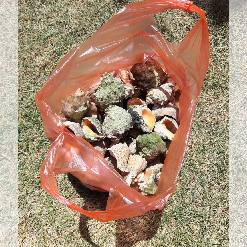 Ракушка морская раковина рапан