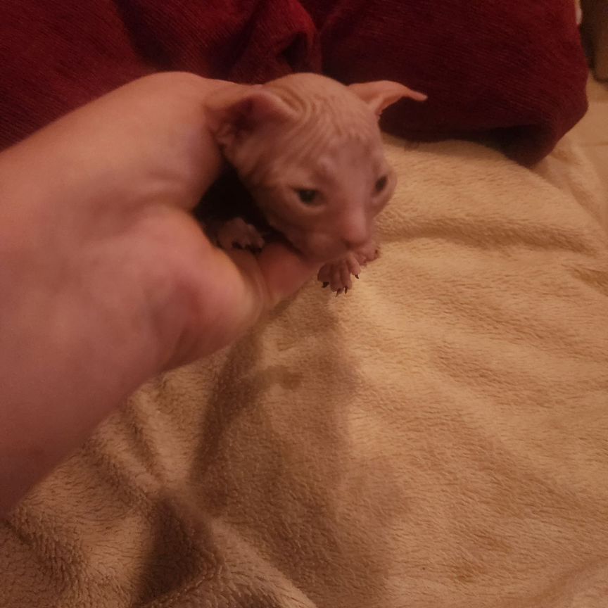 Котята сфинкс. Украинский левкой