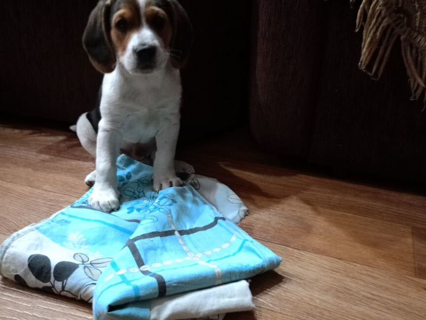 Продаётся щенок эстонская гончая