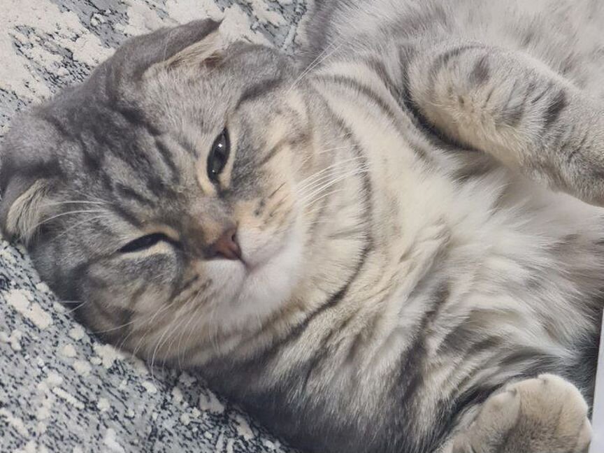 Шотландская вислоухая