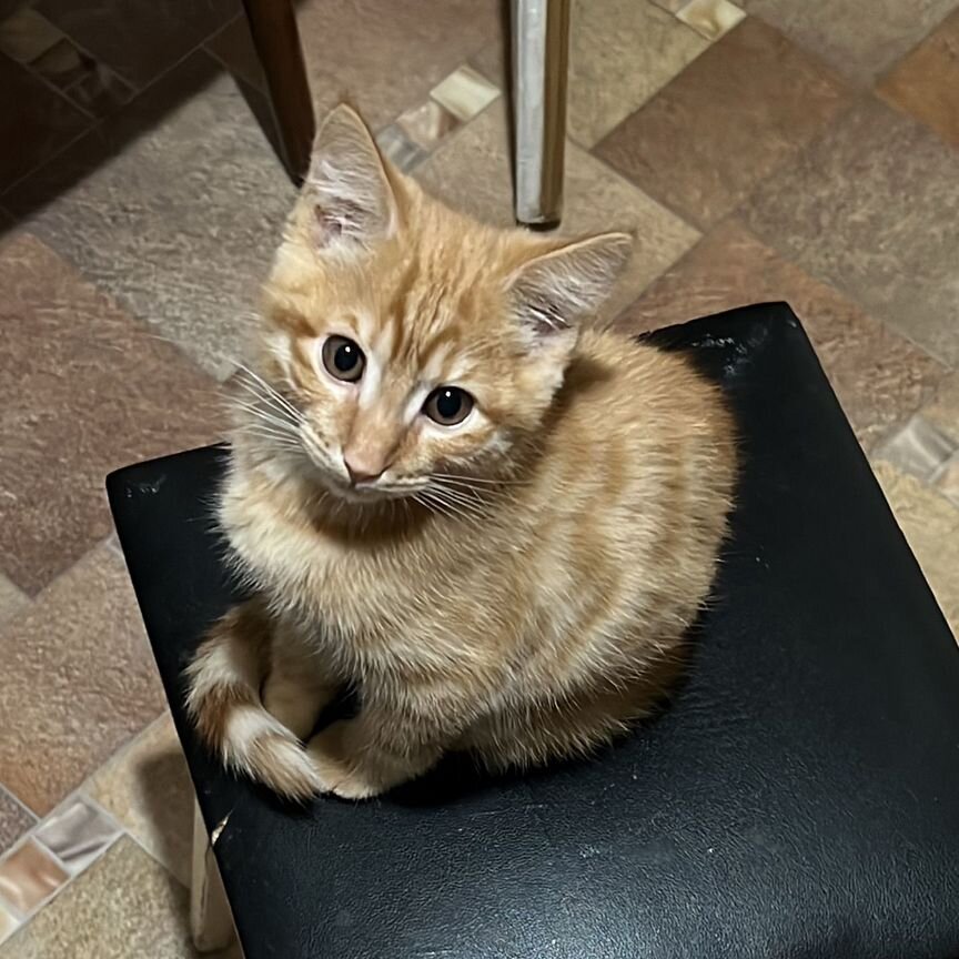 Продам рыжего кота
