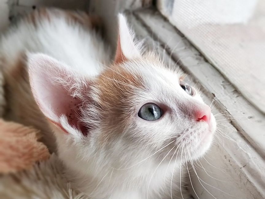 Кроха 2 месяца