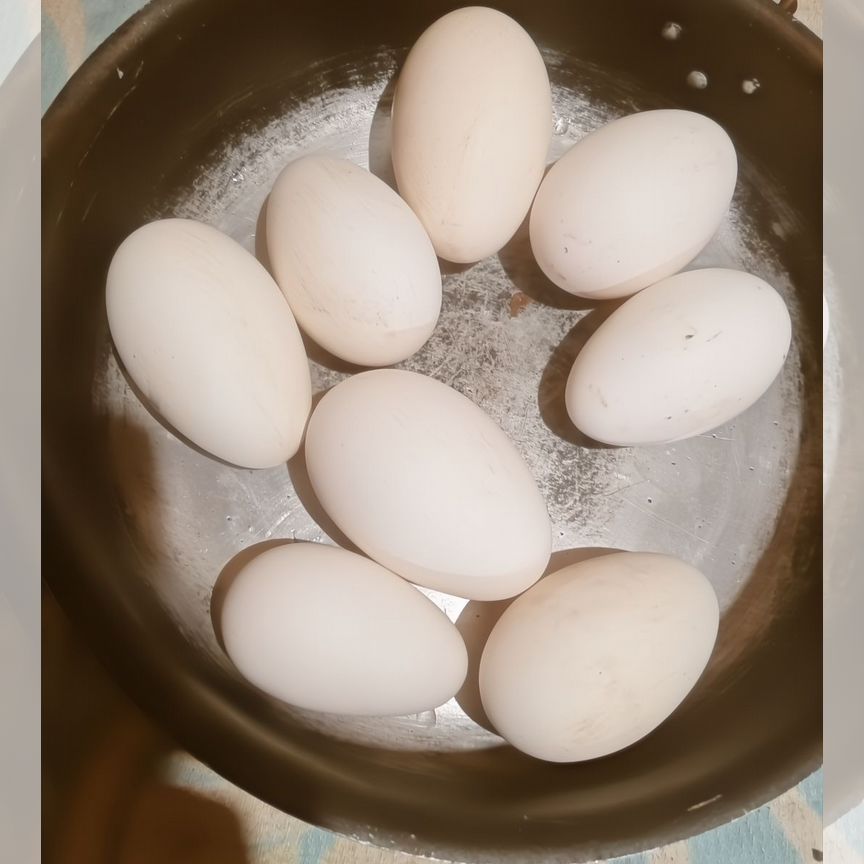 Гусиное яйцо