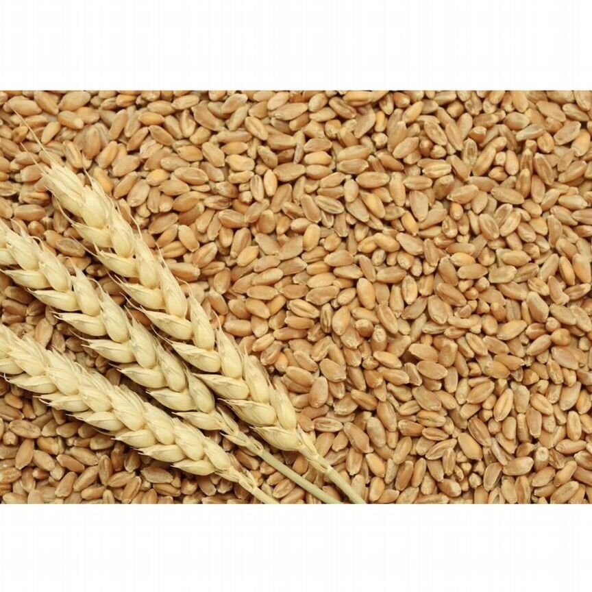 Пшеница, ячмень,драбленка