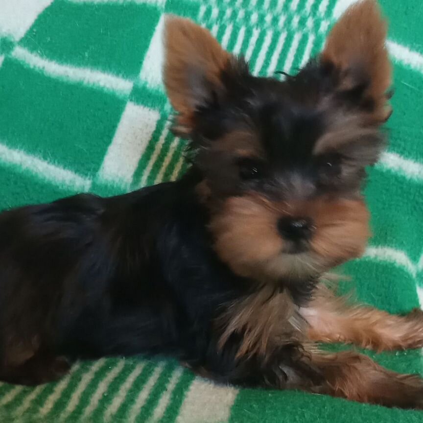 Йоркширский терьер, щенок