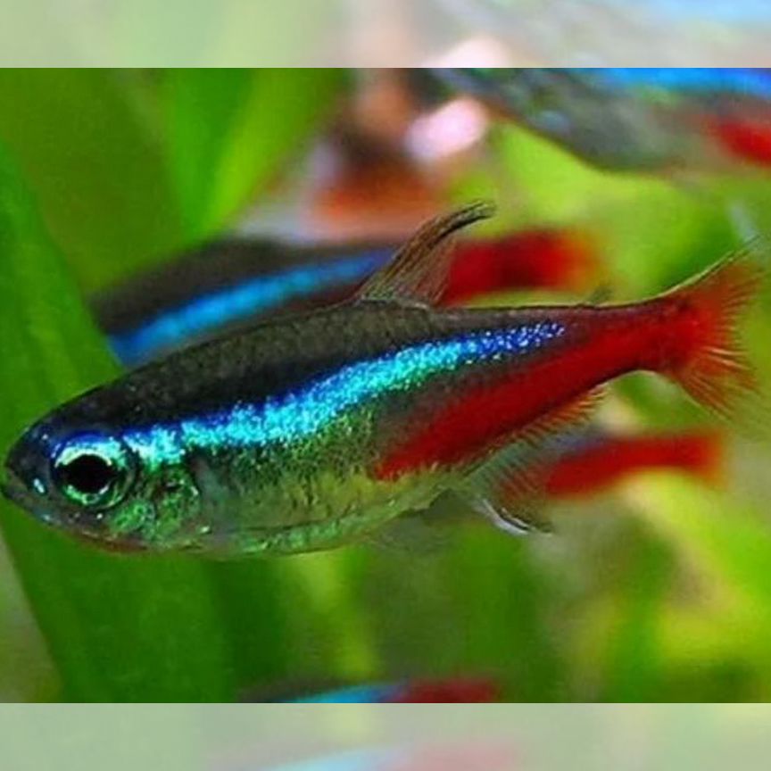 Рыбка неон голубой обмен