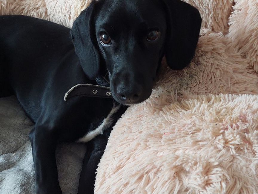 Отдам в хорошие руки