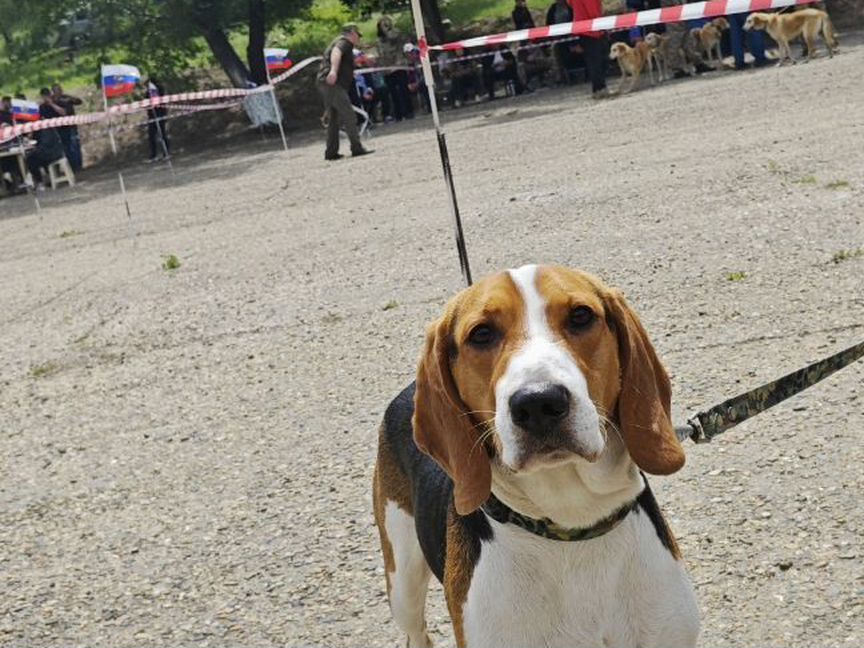 Эстонская гончая