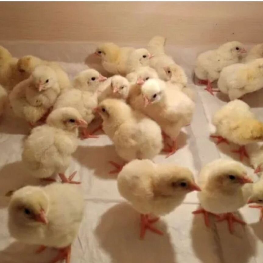 Цыплята суточные