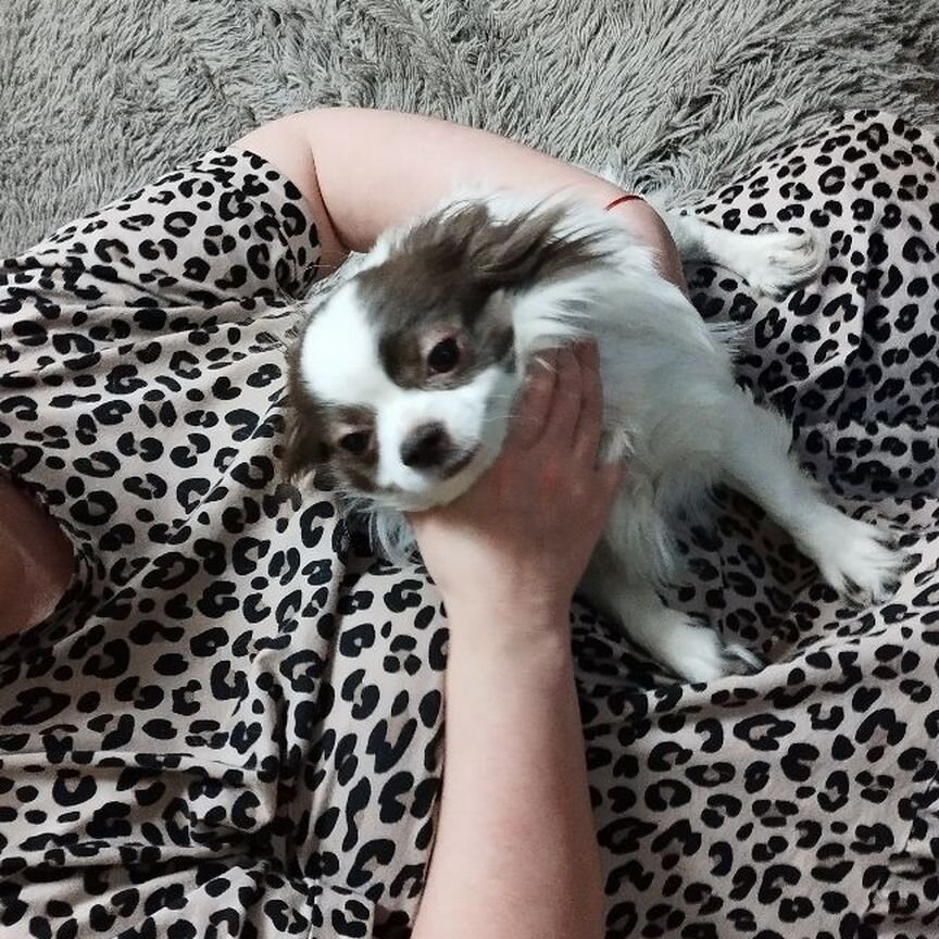 Чихуахуа