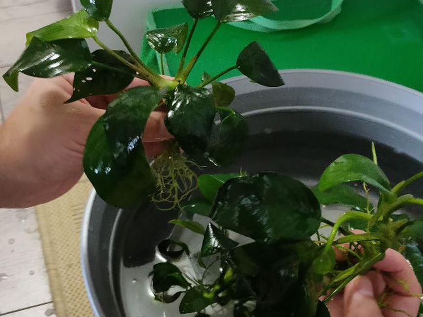 Растение аквариумное анубиус