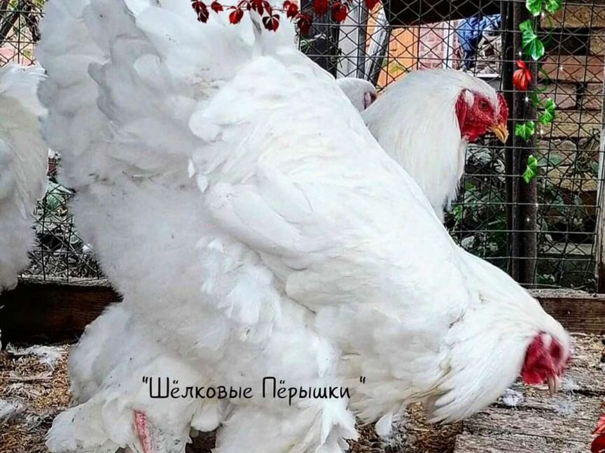 Брама Белоснежная