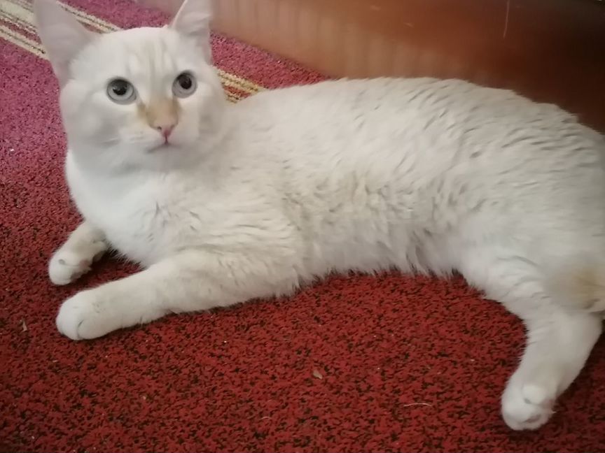 Отдадим кота в добрые руки