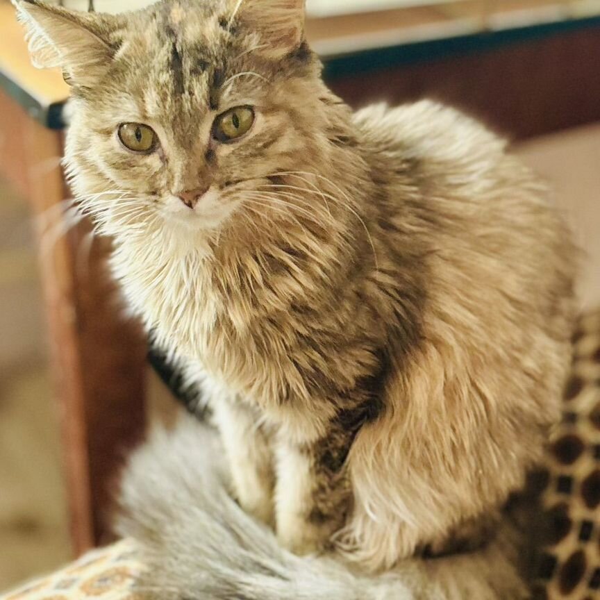 Сибирские котята