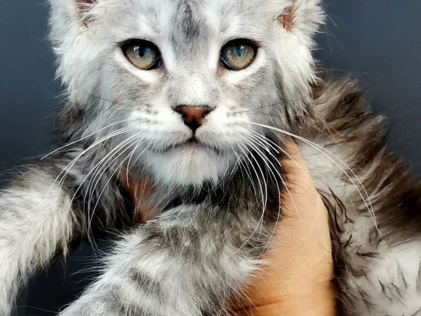 Котята мейн-кун