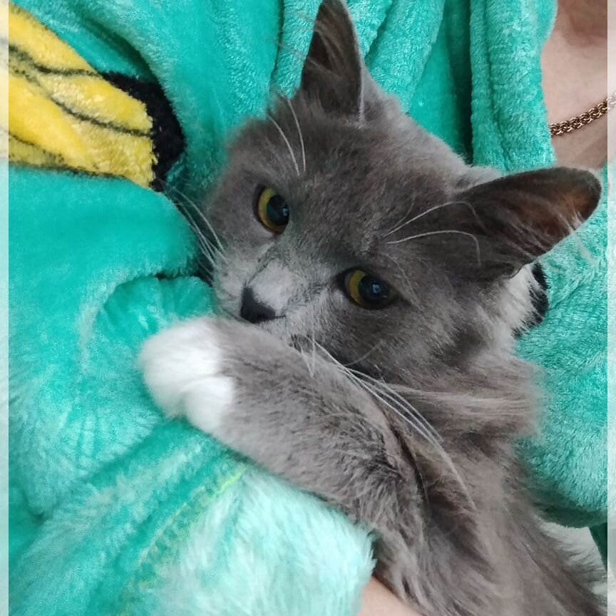 Котёнок в добрые руки