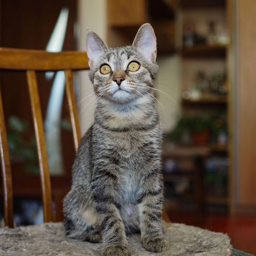 Котёнок в добрые руки