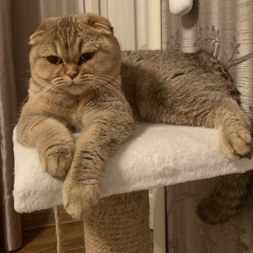 Шотландская вислоухая короткошёрстная кошка, взрослая