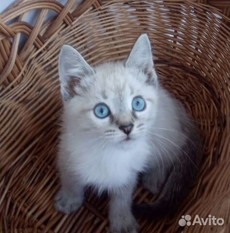 Голубоглазый котенок ищет дом