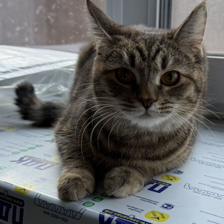 Взрослая, кошка в добрые руки