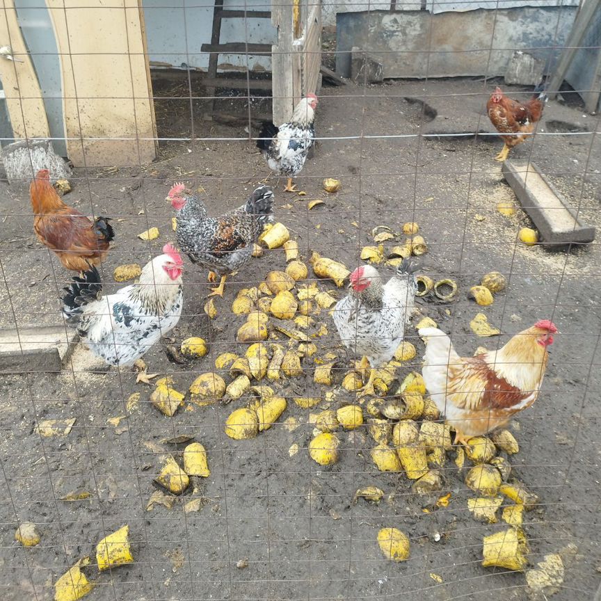 Продам молодых петушков ещё нет года