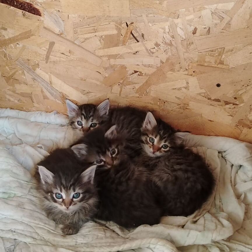 Смесь с мейкуном