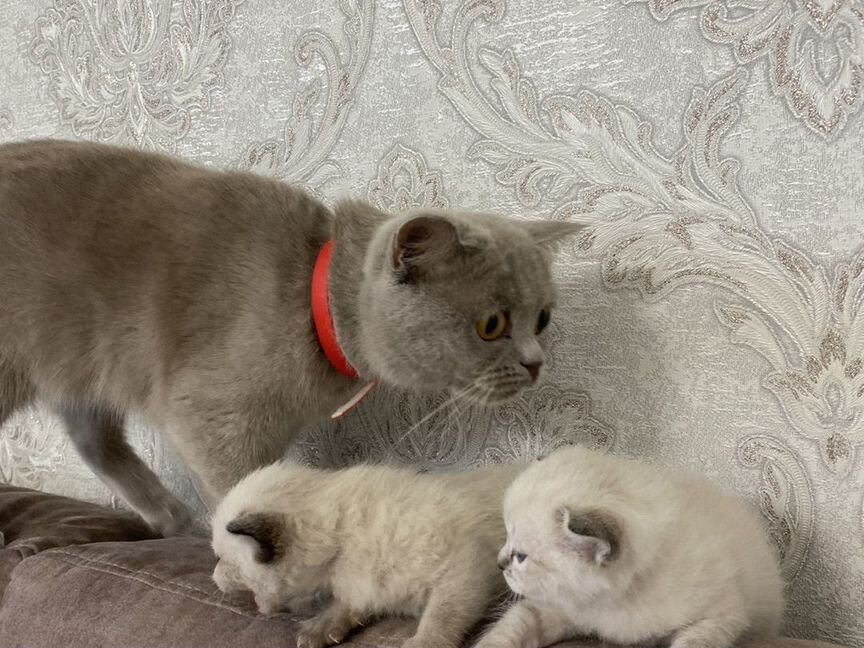 Британские котята