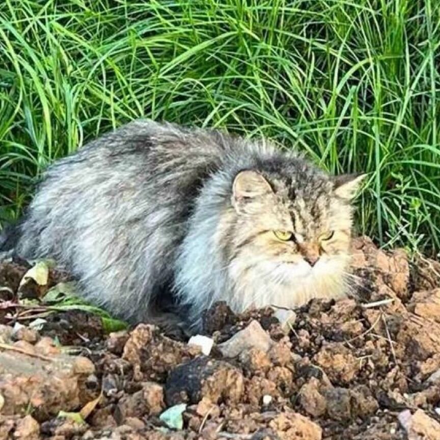 Кошечка брошена на дачах