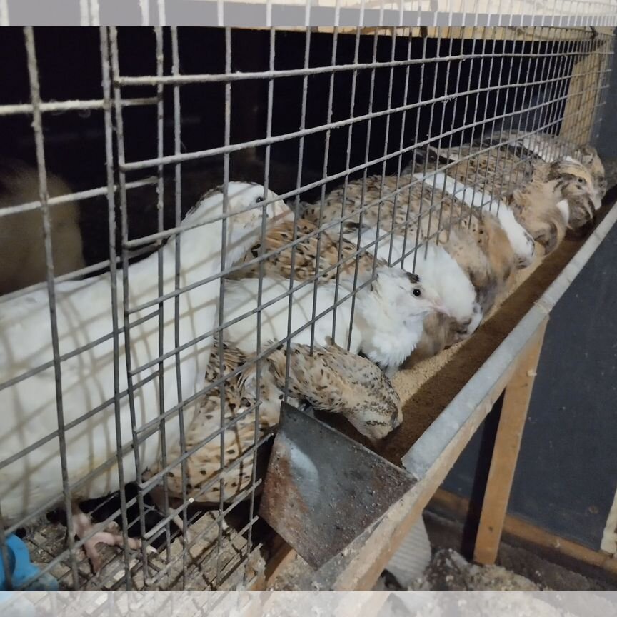 Перепела несушки молодые