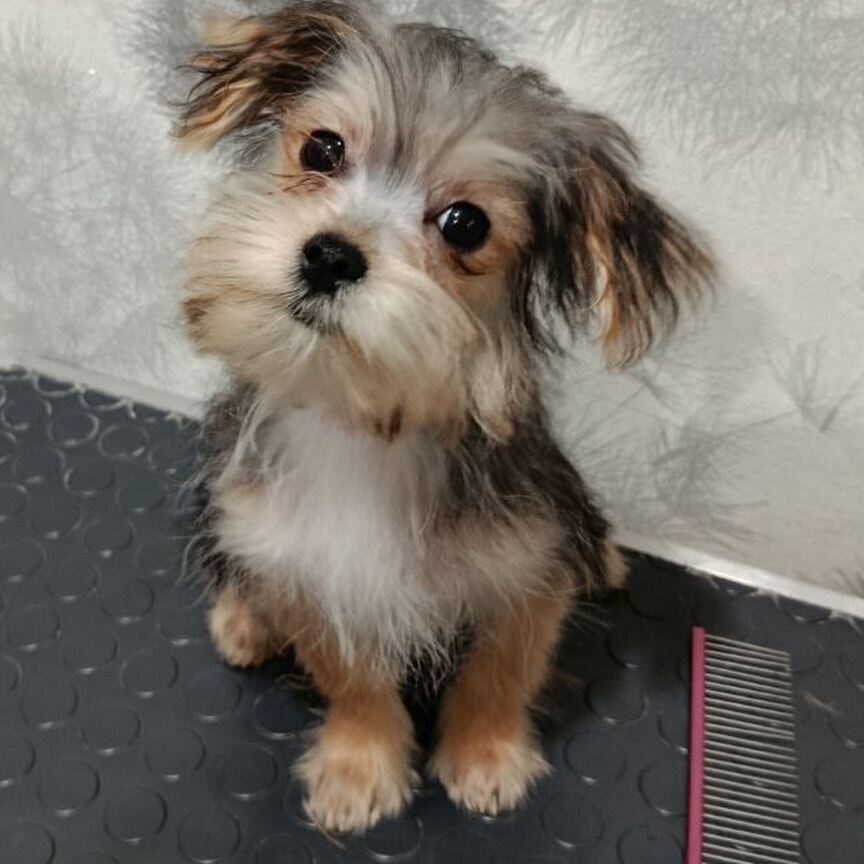 Йоркширский терьер, щенок