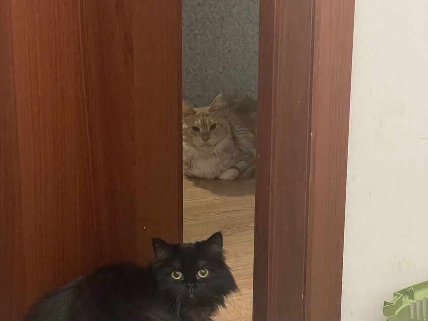 Кошечки в добрые руки