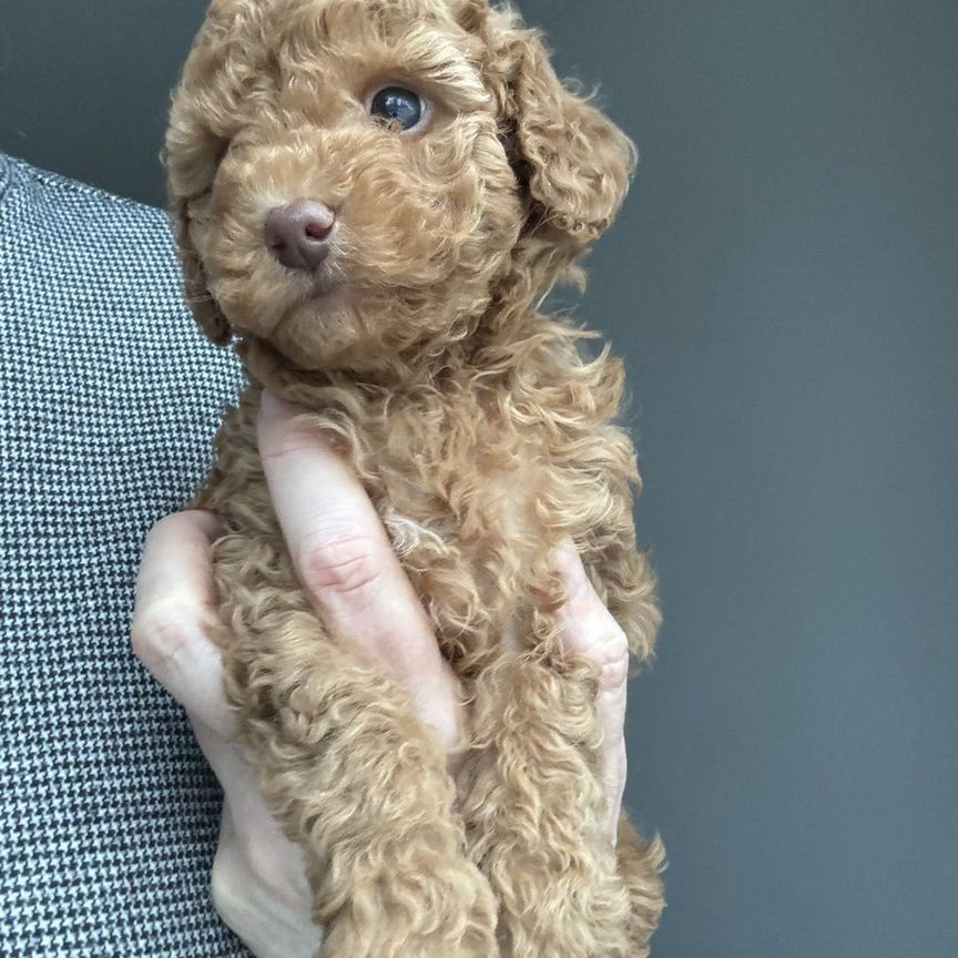 Той-пудель тедди шоколадный нос