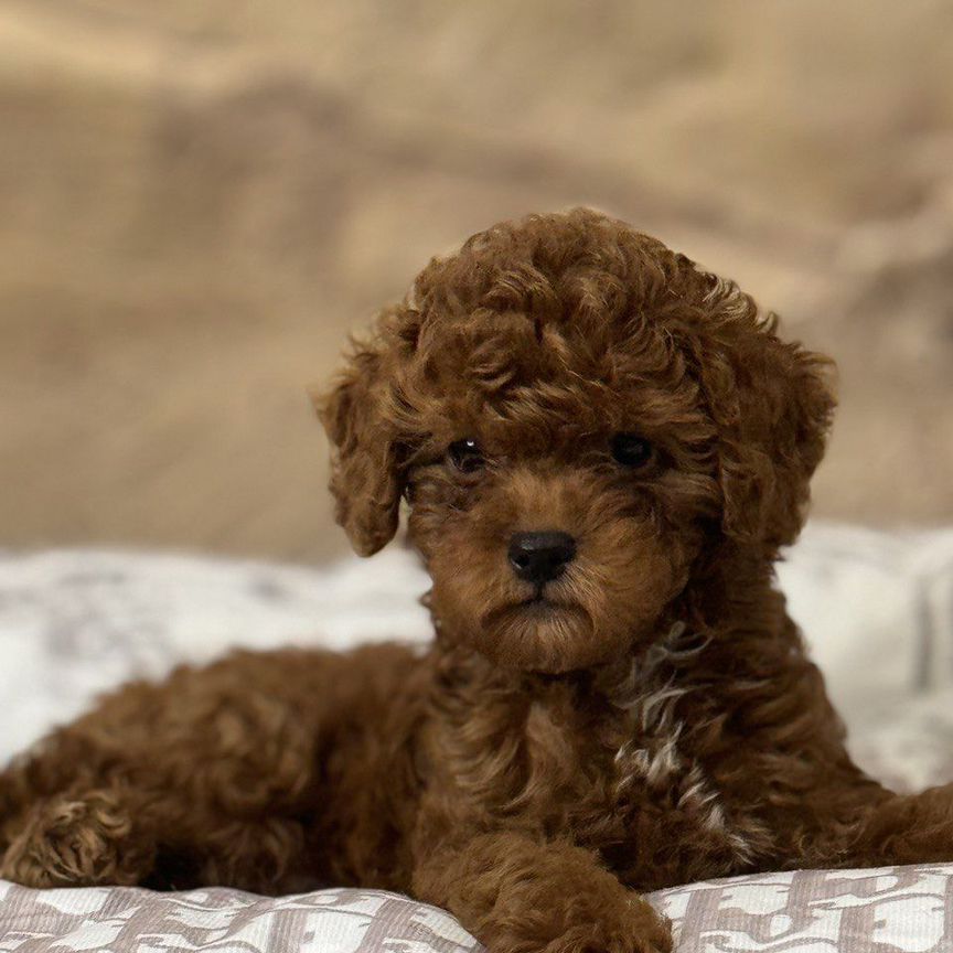 Той-пудель, щенок